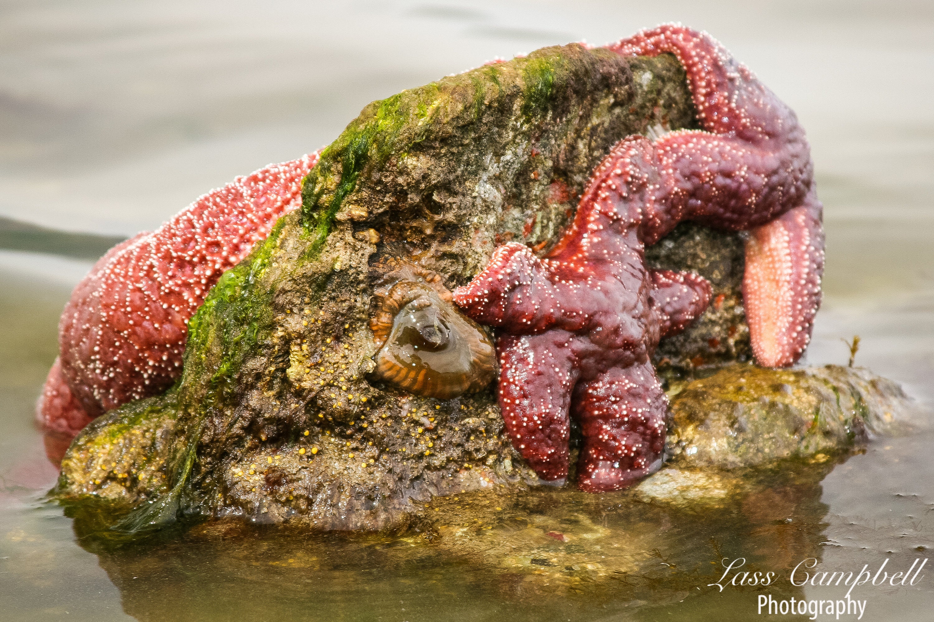 Starfish Clinging to Rock, Hood Canal, Scenic Beach State Park, Seabeck ...