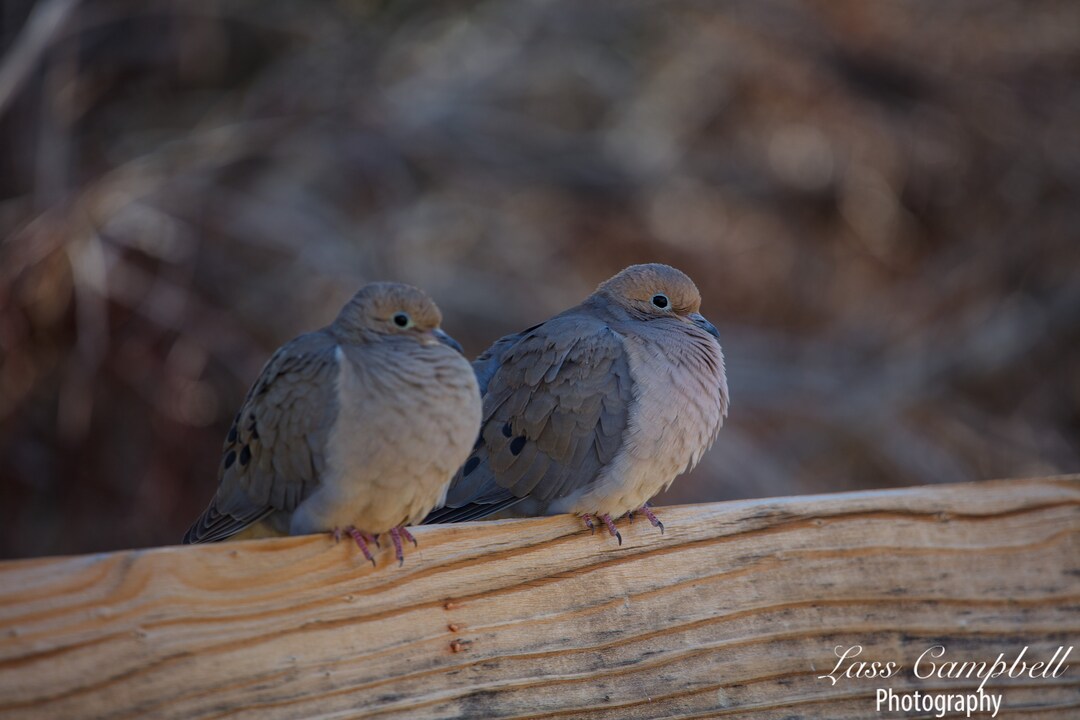 Dove Pair, Joshua Tree National Park, California, Birds - Etsy