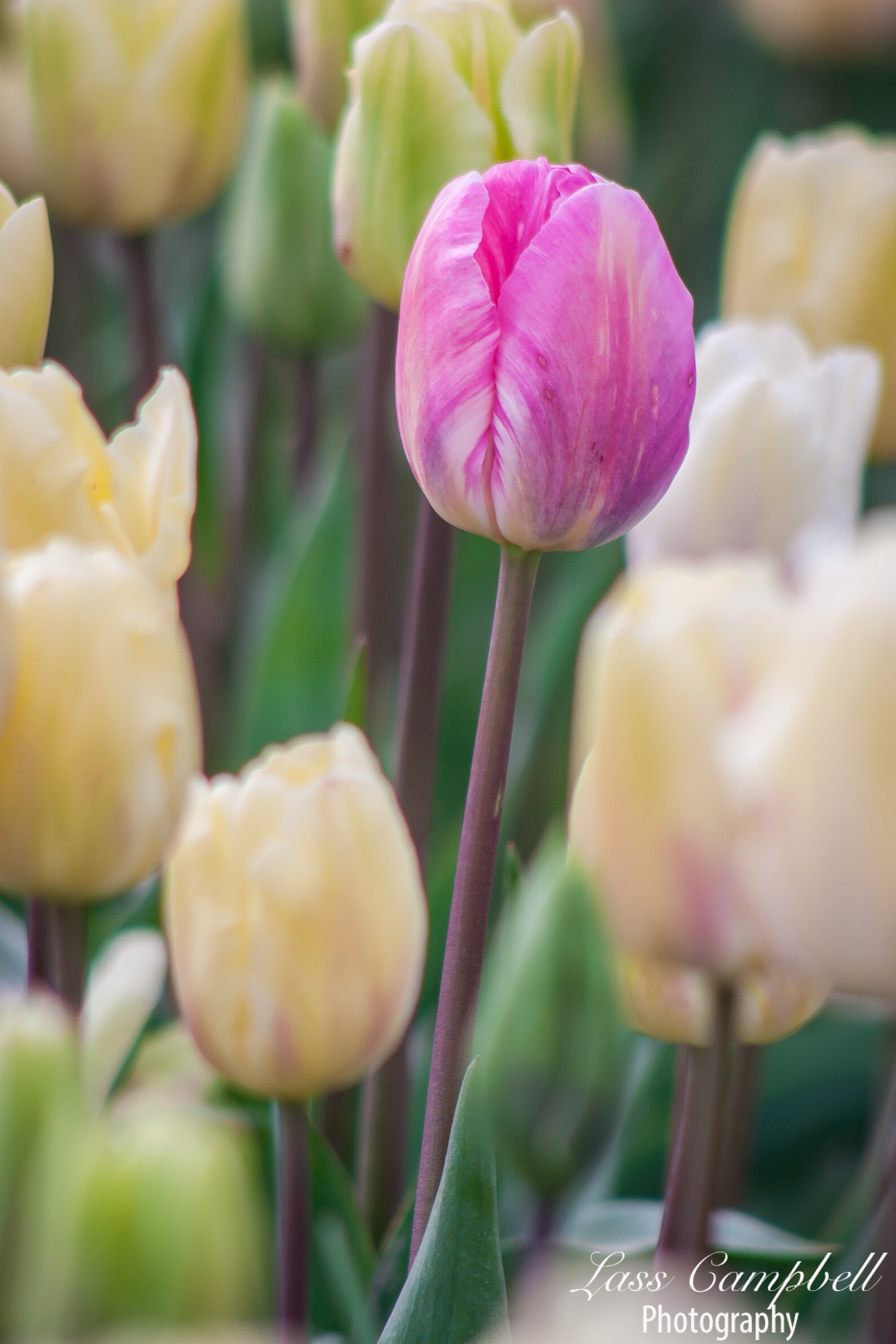 Pink Tulip in Cream Tulips, Tulip Field, Tulip Festival, Skagit Valley ...