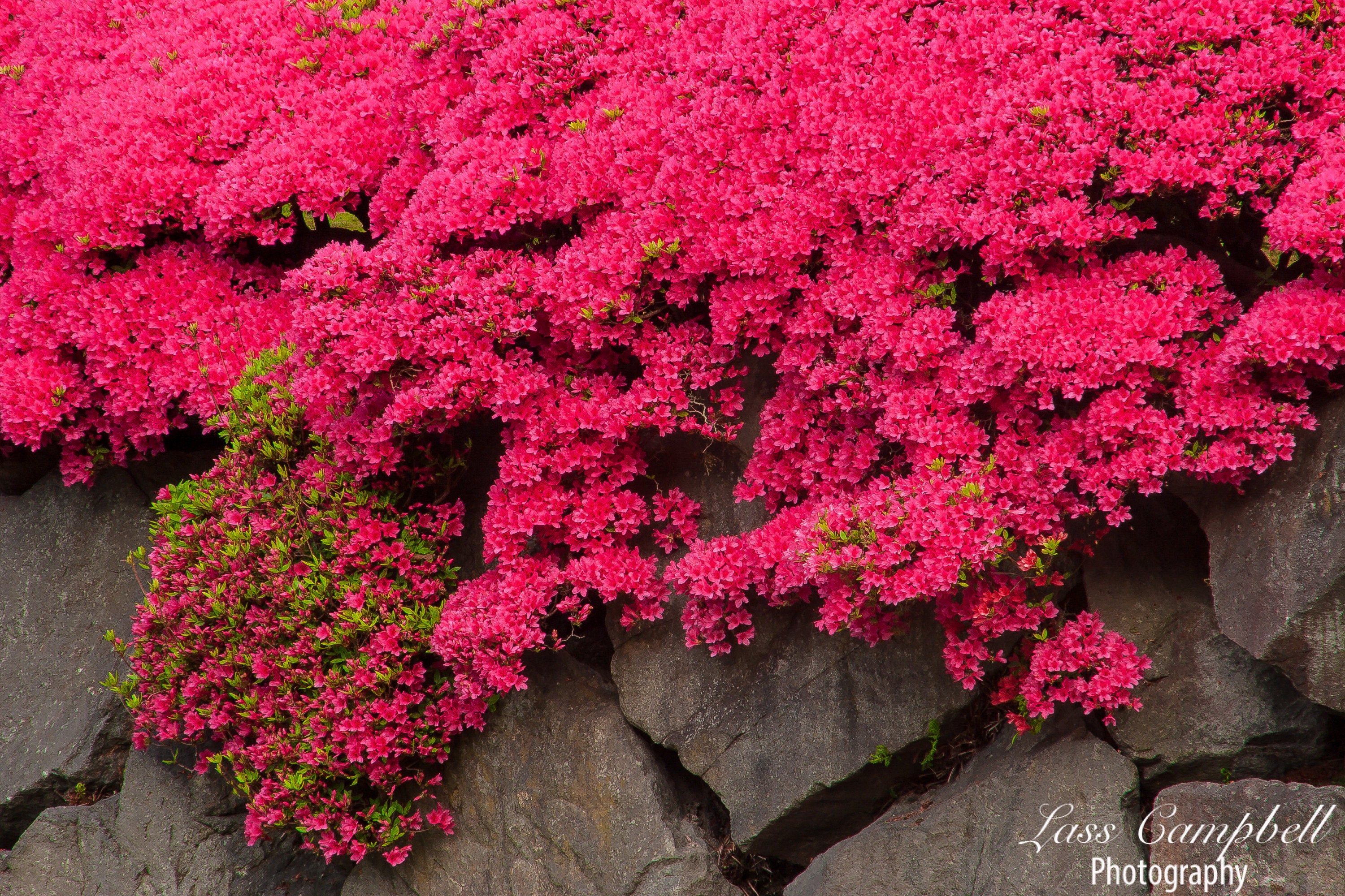 Azaleas, Rock Wall, Japanese Garden, Seattle, Washington, Pacific ...