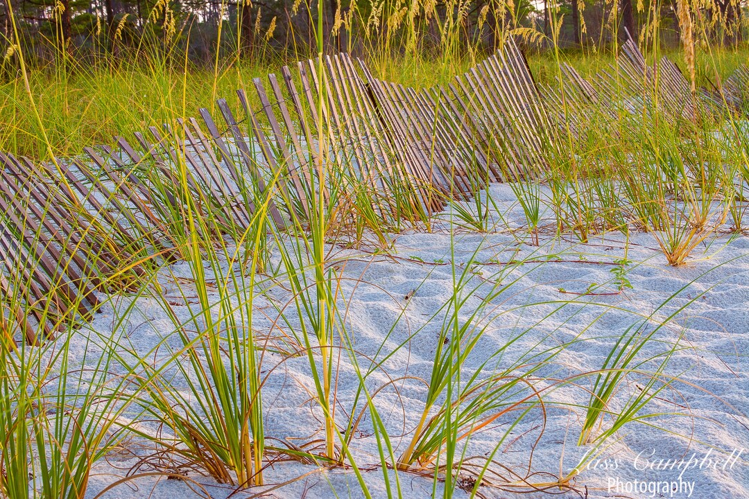 Beach Grass and Storm Fence, Beach, Pensacola, Florida - Etsy