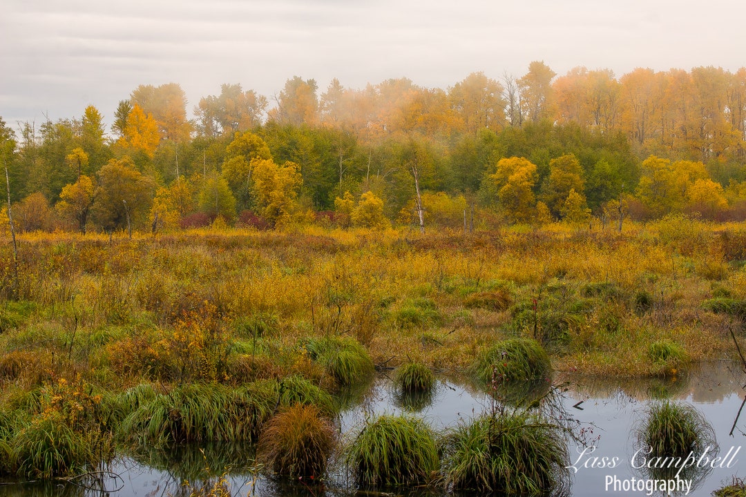 Wetland Fog, Fall Foliage, Kitsap Peninsula, Pacific Northwest, Purdy ...