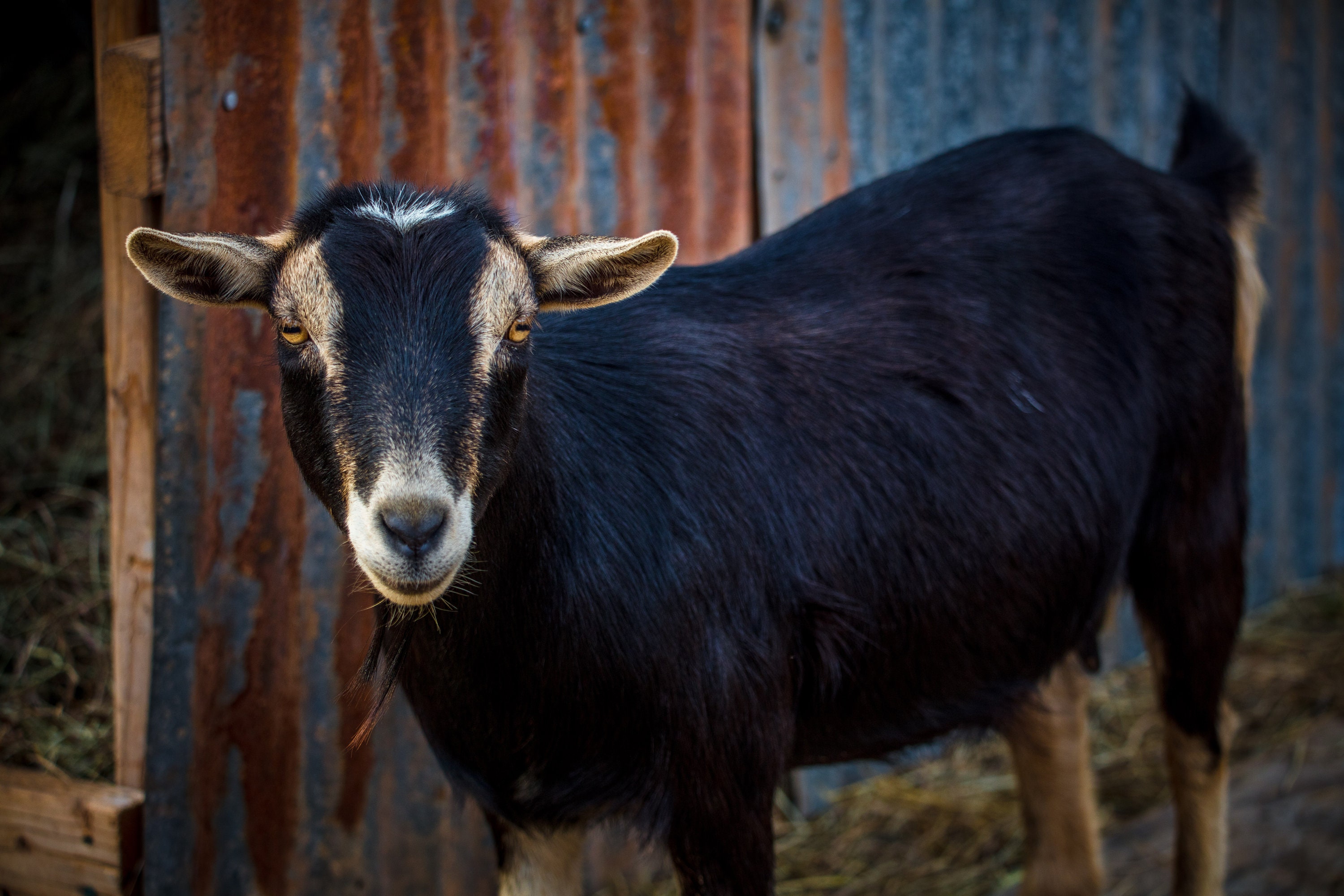 Brown & Black Nigerian Goat, Farm Animals, Oklahoma - Etsy