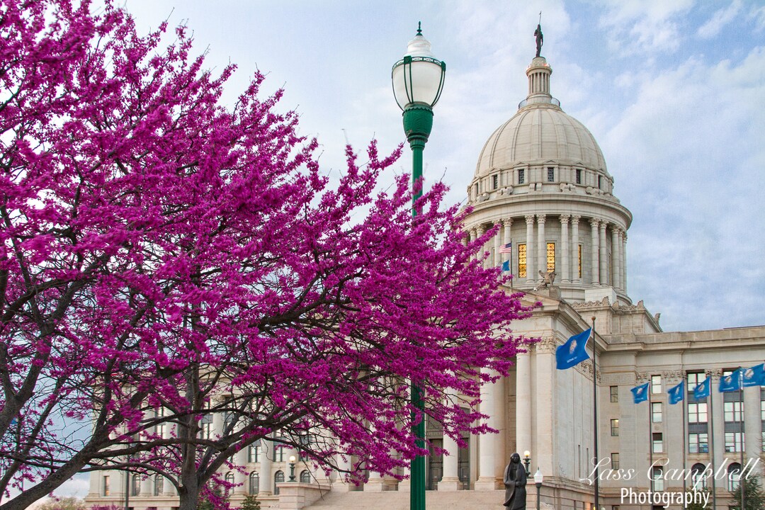 Redbud, Oklahoma State Capitol, Spring, Oklahoma City, Oklahoma - Etsy