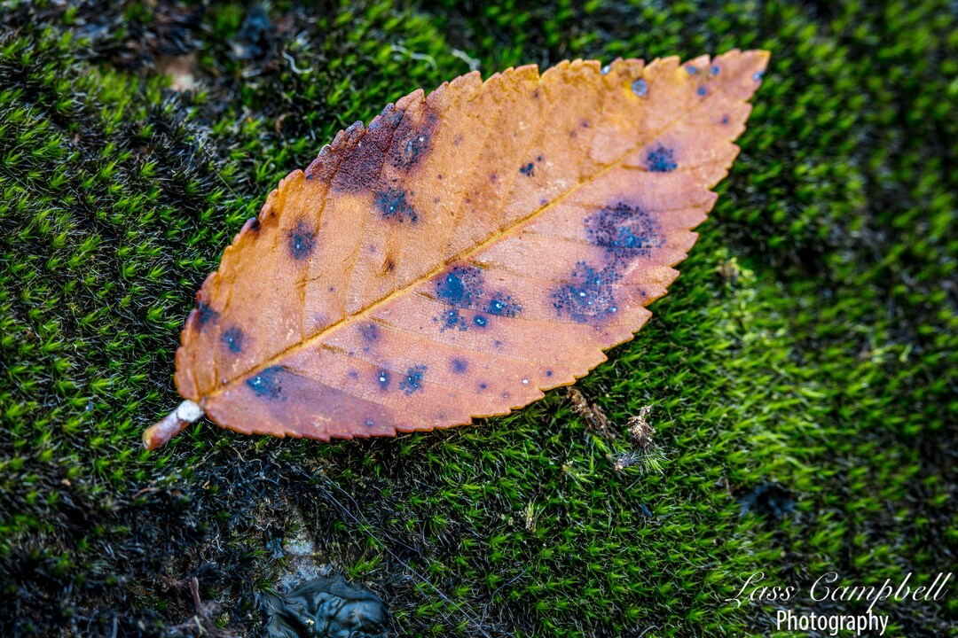 Leaf on Moss, Fall, Forest, Oklahoma, Robbers Cave State Park - Etsy