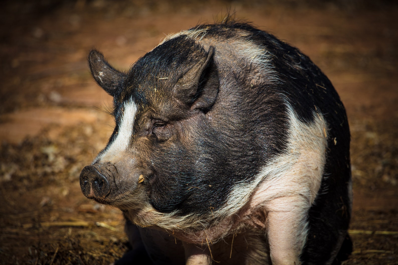 Pot Belly Pig, Farm Animals, Oklahoma - Etsy