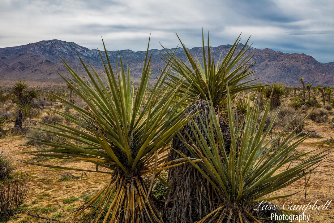 Mohave Yucca, Joshua Tree National Park, California - Etsy