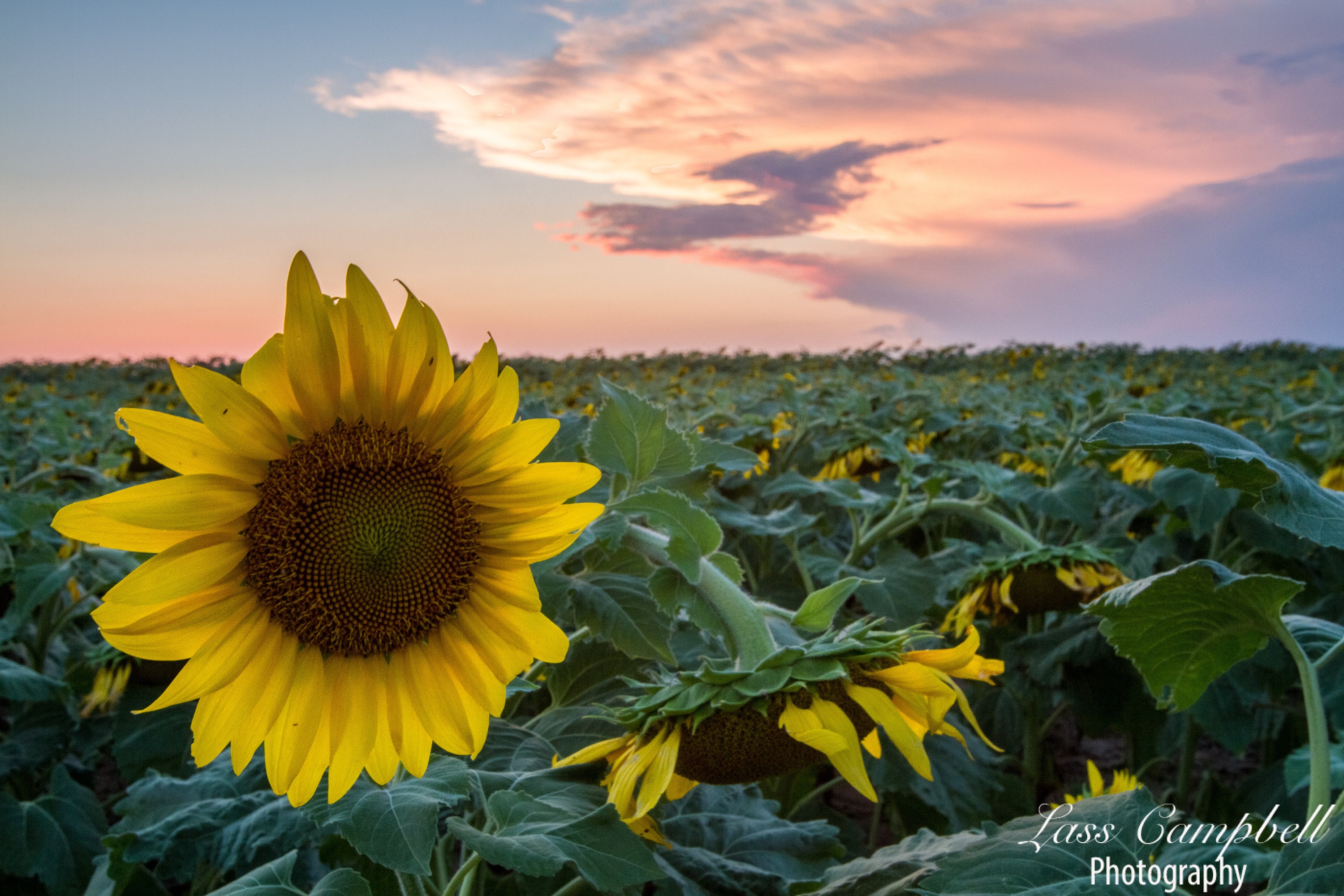 Sunset Storm Clouds, Sunflower, Sunflower Field, Garden, Prairie ...