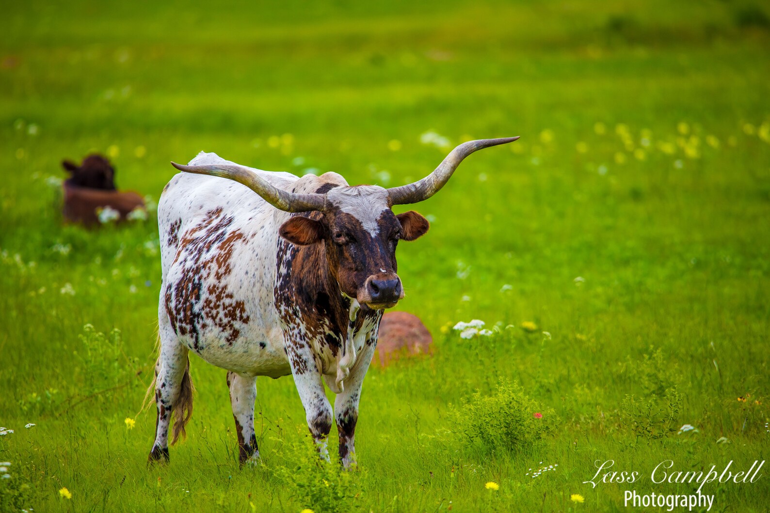 Longhorn Cattle, Wichita Mountains, National Wildlife Refuge, Spring ...