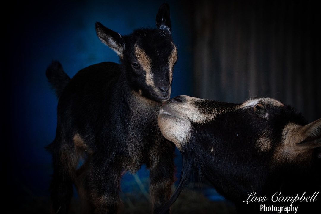 Nigerian Goat Kids and Mom Doe Nanny Farm Animals Oklahoma - Etsy