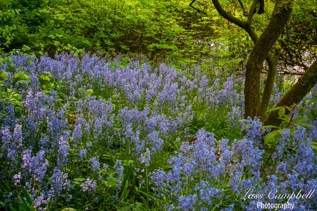 Bluebells, Flower, Garden, Seattle, Washington, Washington Park ...