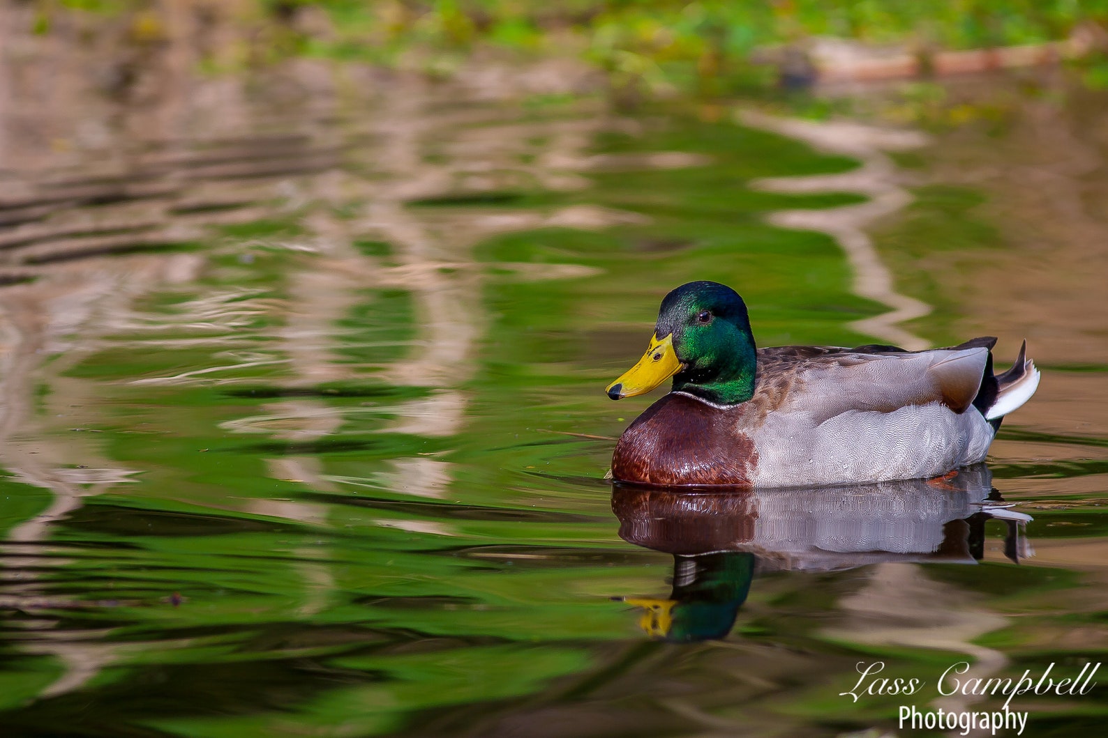 Mallard Duck, Seattle, Washington, Washington Park Arboretum - Etsy