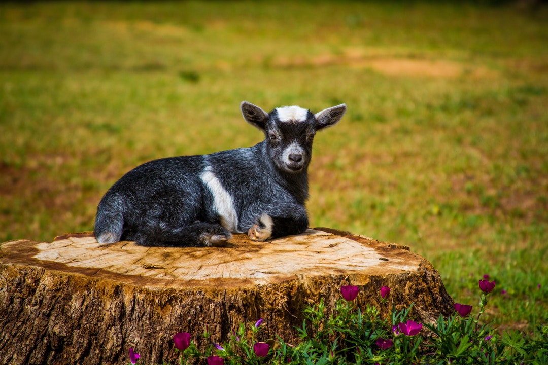Young Pygmy Goat, Farm Animals, Oklahoma - Etsy