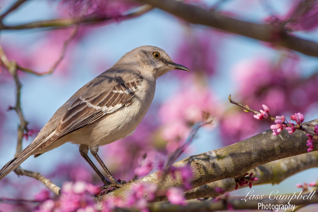 Mockingbird, Redbud Tree, Spring, Alabama - Etsy