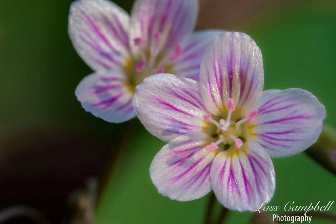 Spring Beauty, Pennsylvania, Wildflower - Etsy