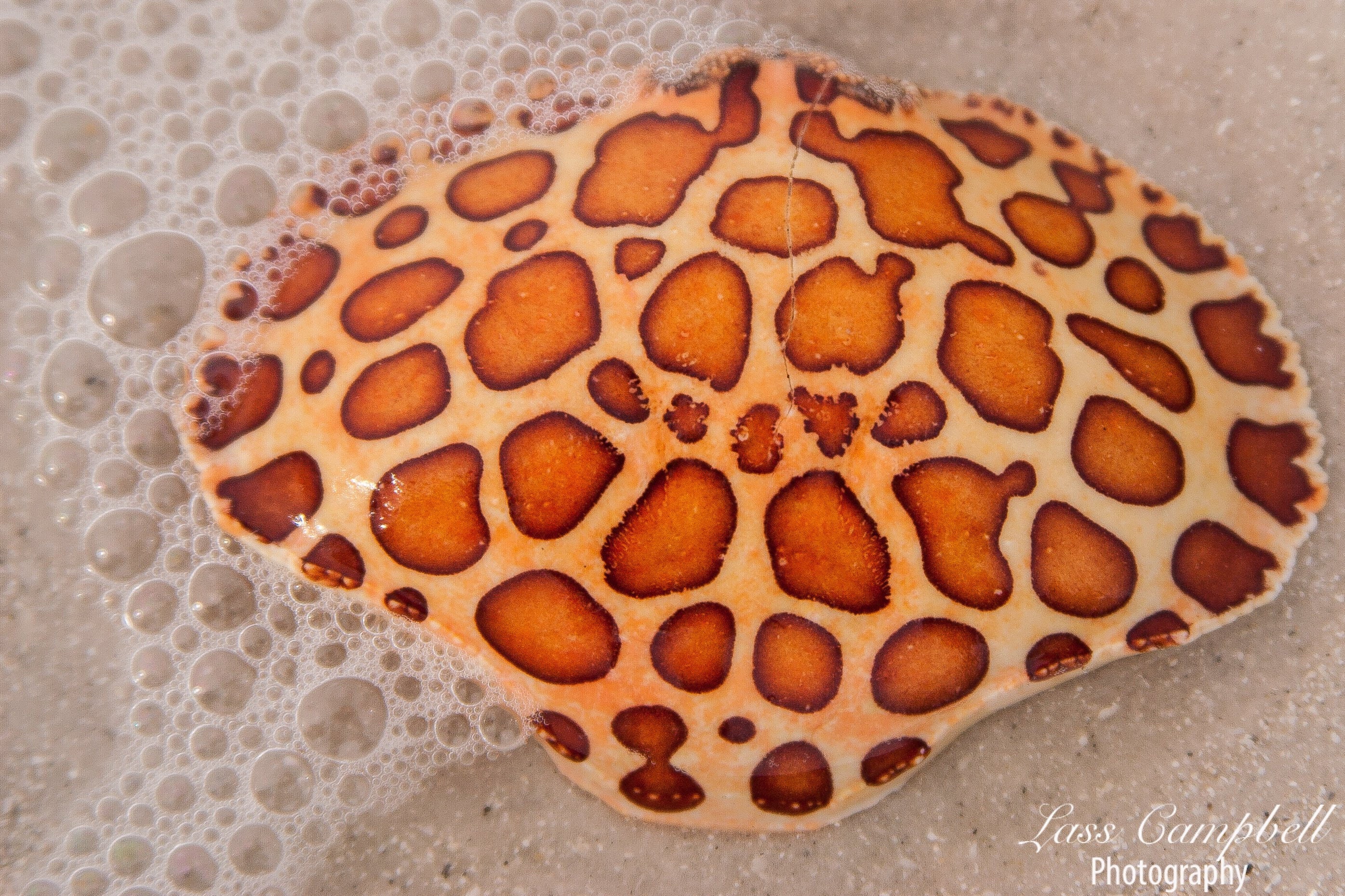Leopard Crab, Caladesi Island, Florida, Beach - Etsy Israel