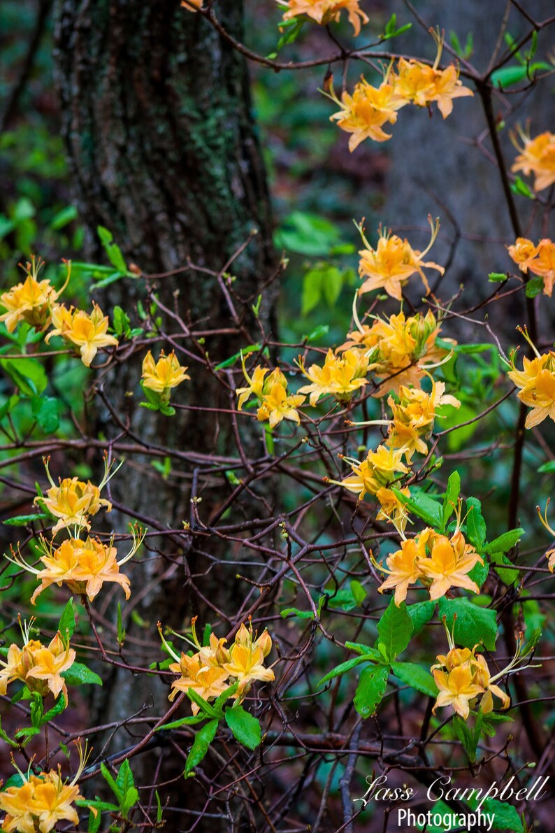 Wild Azalea, Blue Ridge Parkway, Great Smokey Mountains National Park ...