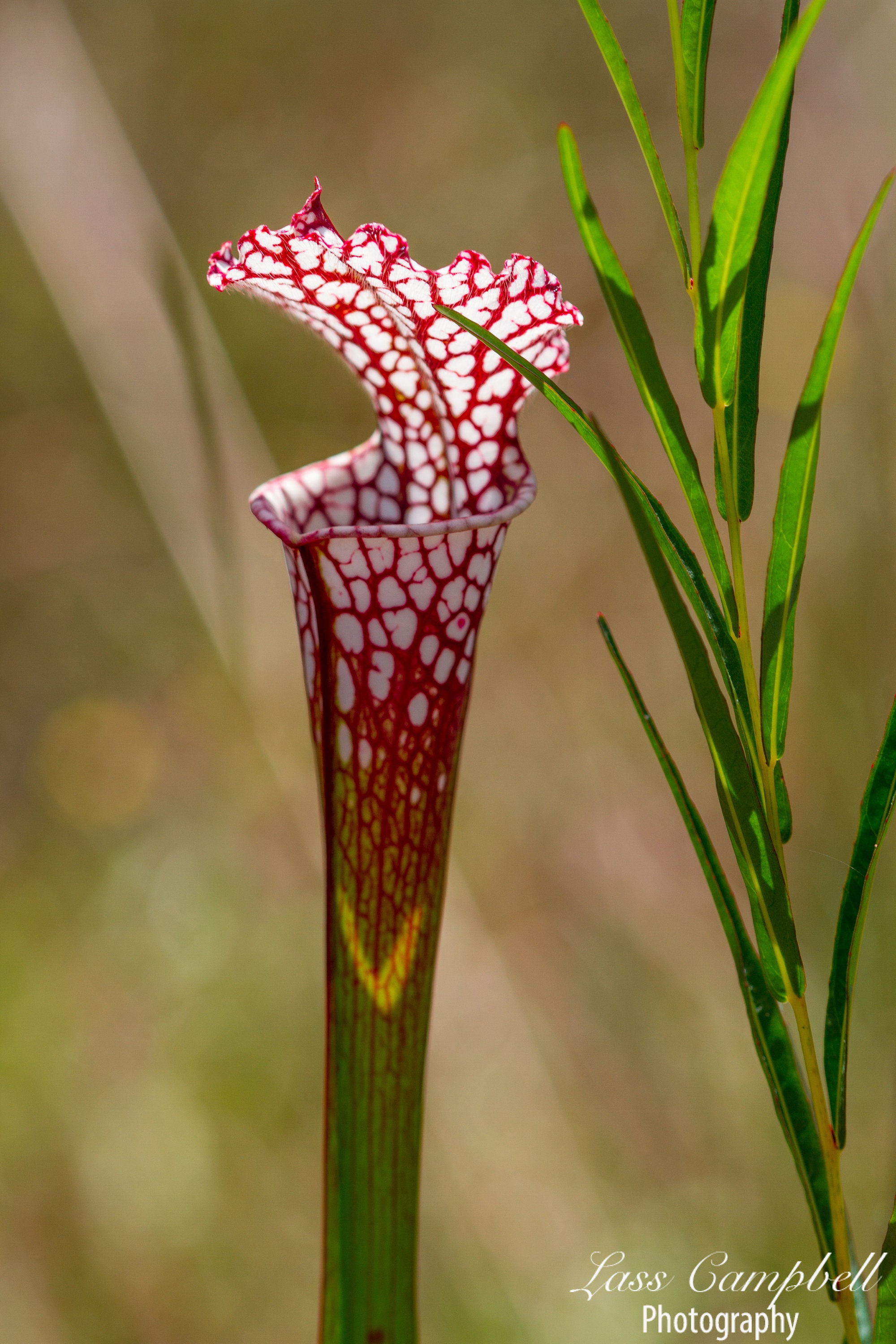 Pitcher Plant, Carnivorous Plant, Florida, Tarklin Bayou Preserve ...