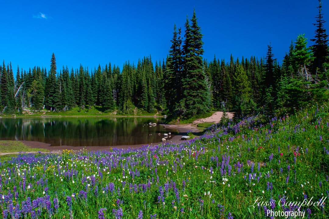 Shadow Lake, Wildflower Meadow, Mount Rainier National Park, Sunrise ...