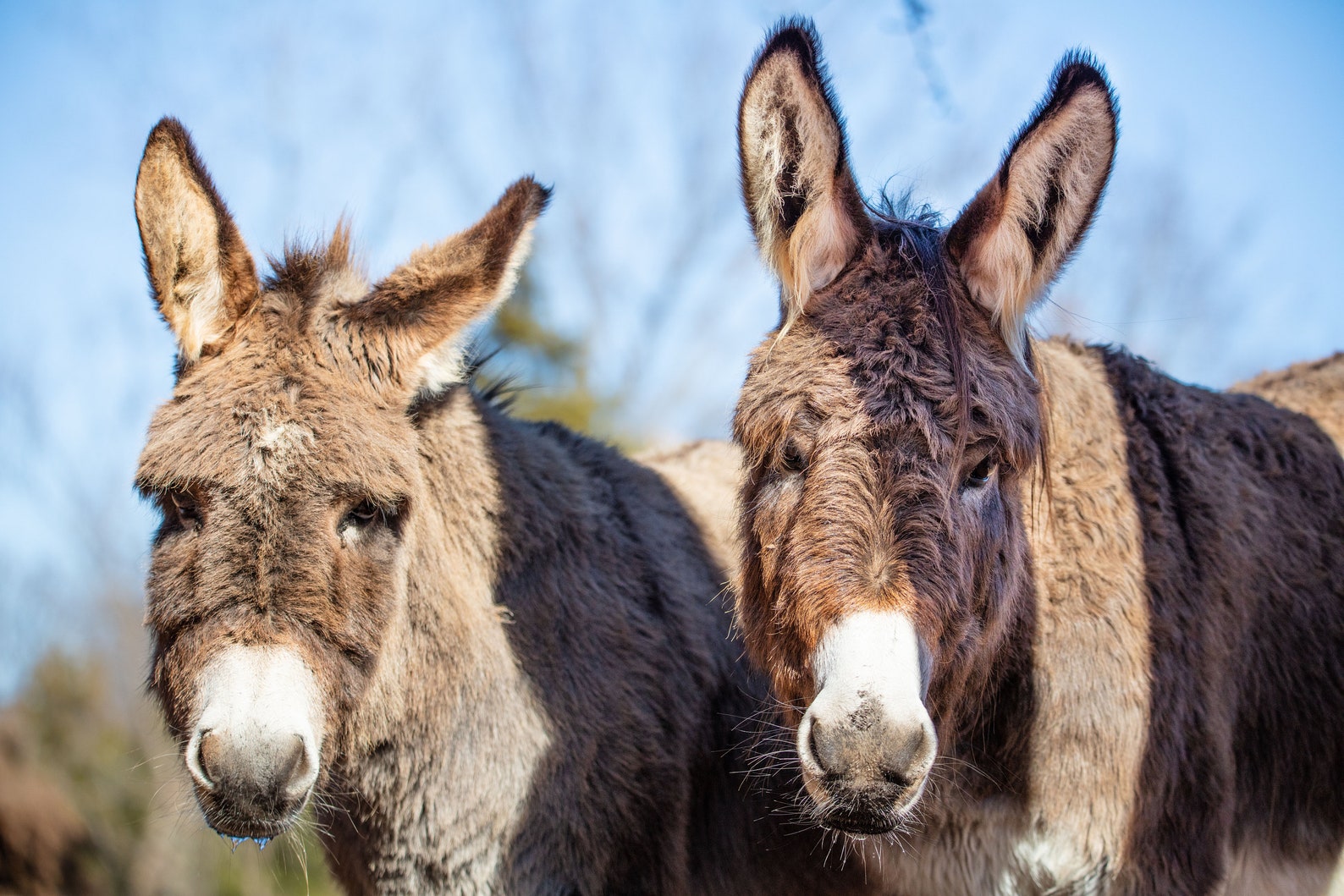 Jack and Jill, Donkey Pair, Farm Animals, Oklahoma - Etsy