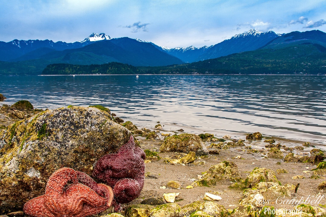 Starfish, Olympic Mountains, Scenic Beach State Park, Seabeck ...