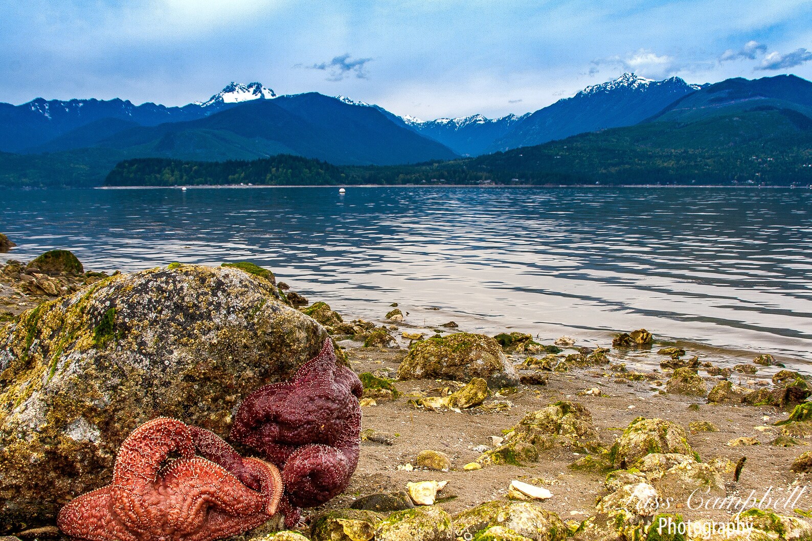Starfish, Olympic Mountains, Scenic Beach State Park, Seabeck ...