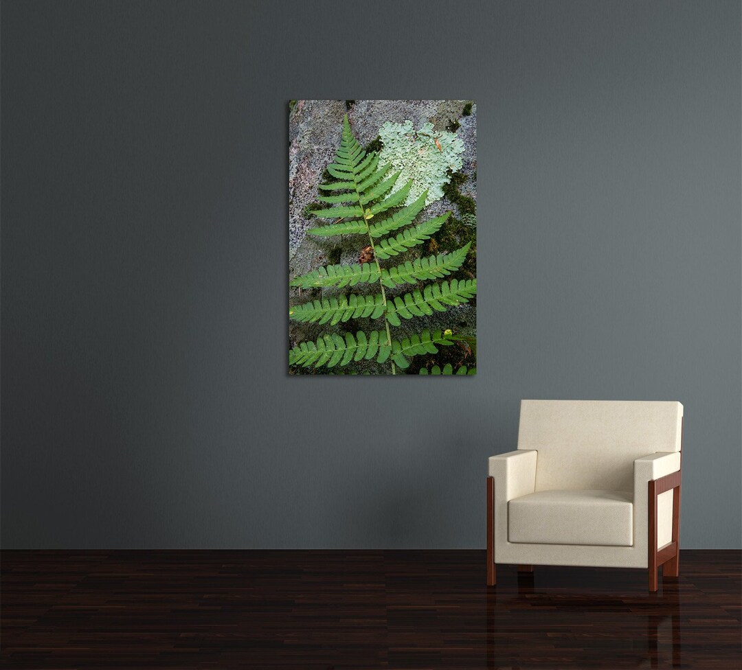 Fern, Arcadia Management Area, Ben Utter Trail, Rhode Island, Stepstone ...