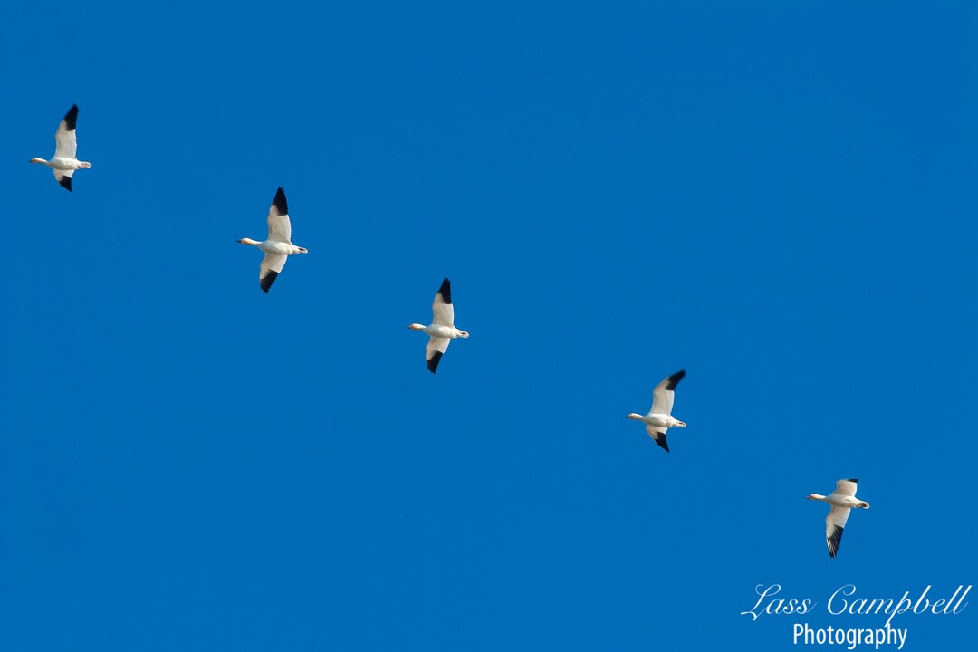 Snow Geese, in Formation, Pacific Northwest, Skagit Valley, Washington ...