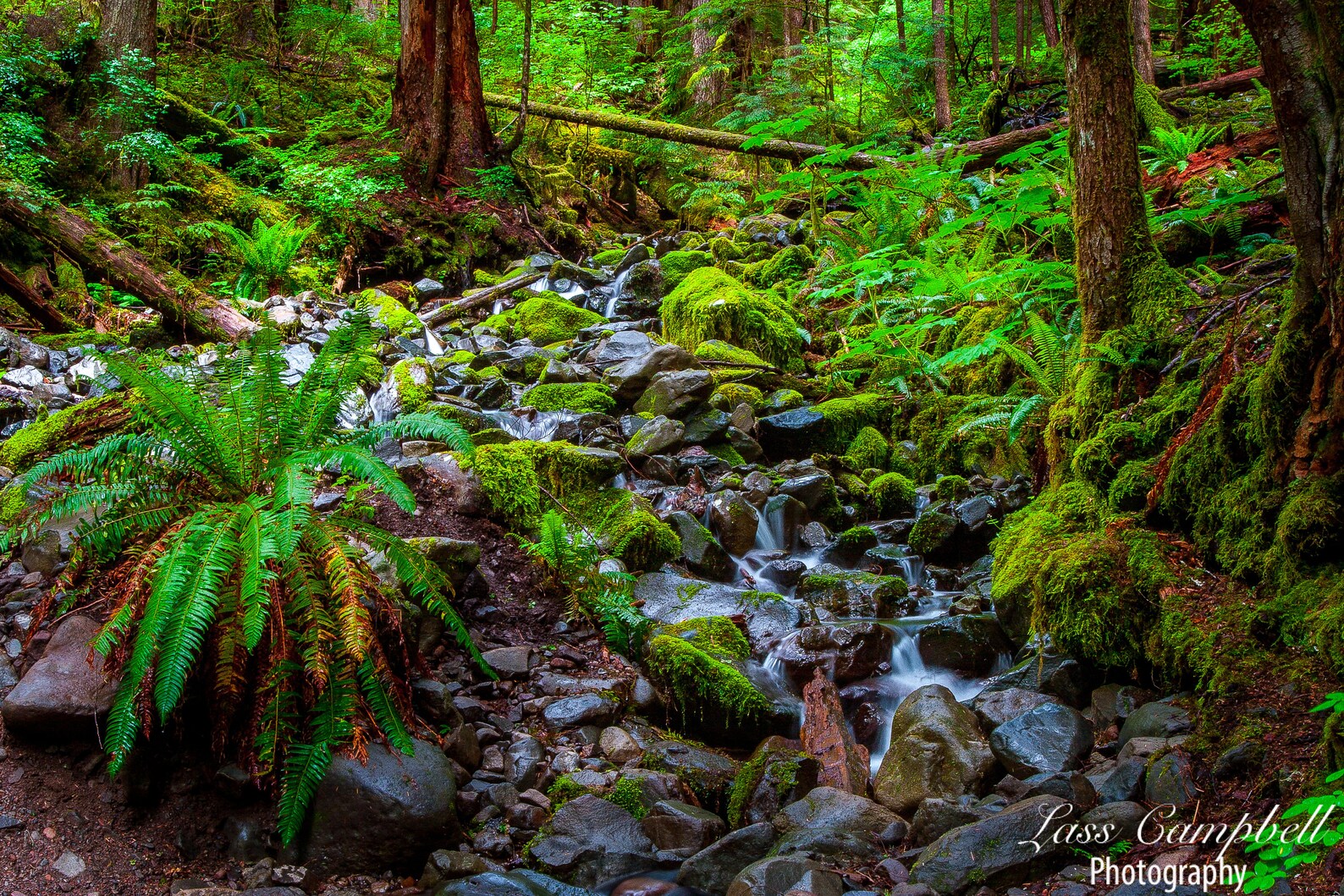 Fern & Cascade, Olympic National Park, Pacific Northwest, Sol Duc ...