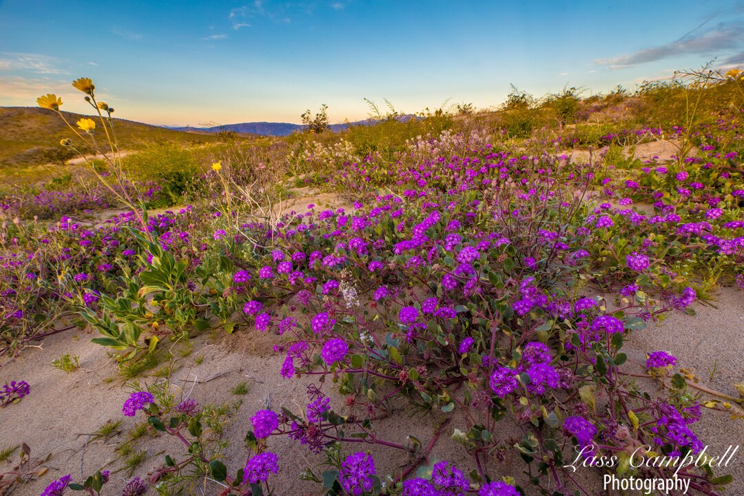 Vroege ochtend wilde bloemen, Anza Borrego Desert State Park, Purple ...