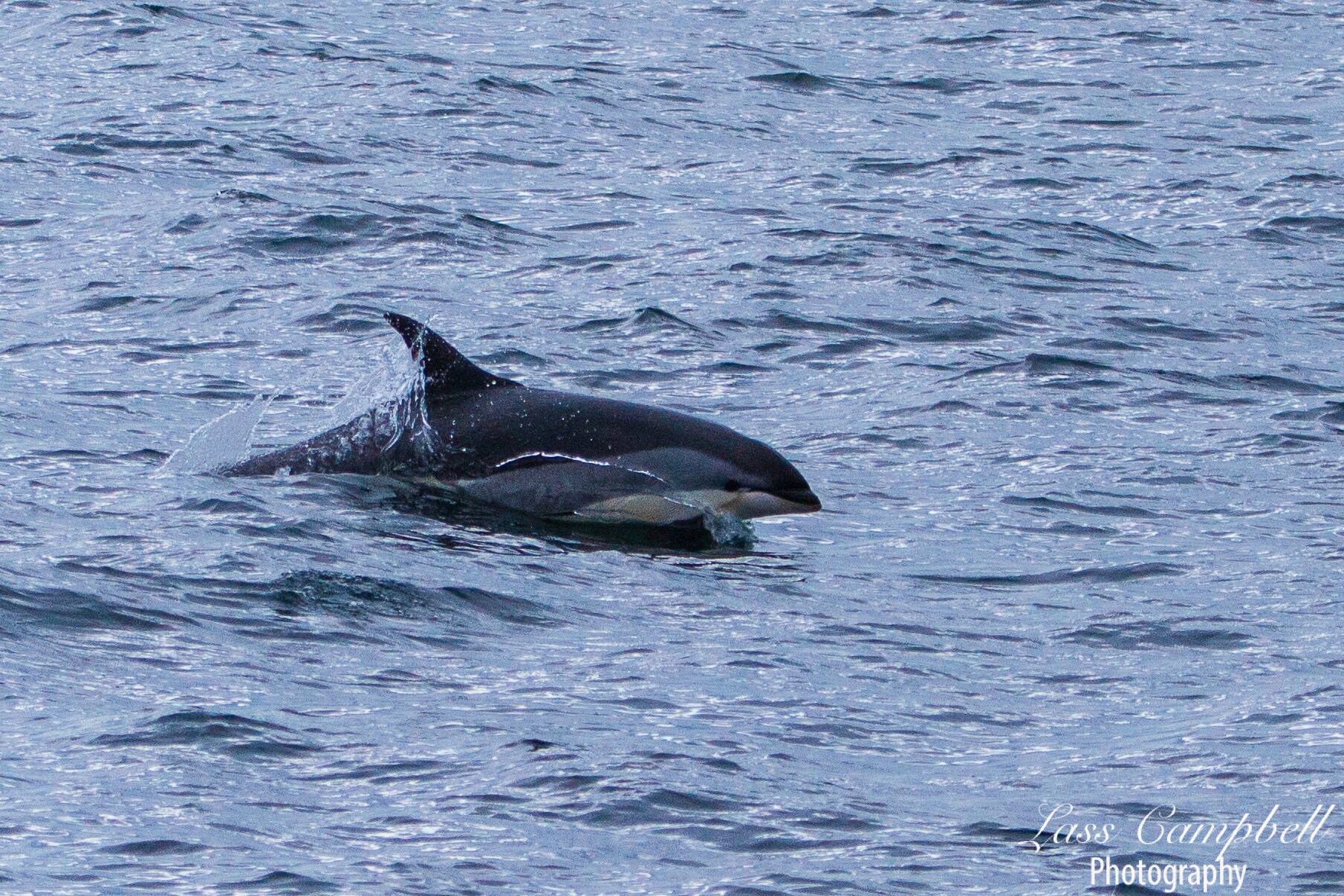 Dolphin, Massachusetts, Ocean, Whale, Whale Watching - Etsy