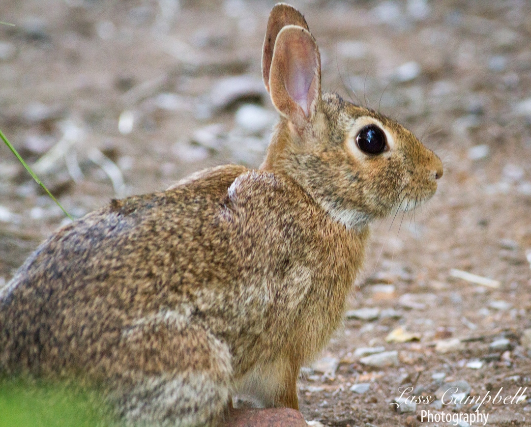 Wild Rabbit, Wichita Mountains National Wildlife Refuge, Oklahoma ...