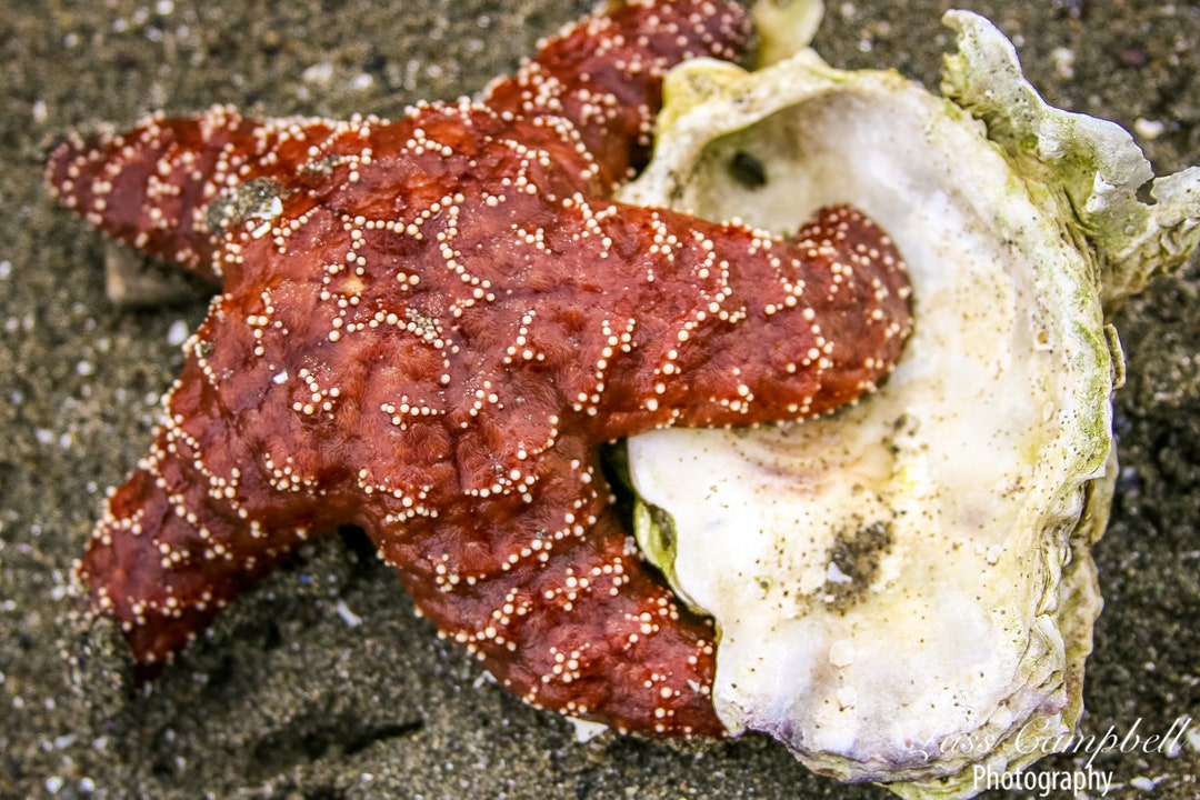 Starfish and Shell, Scenic Beach State Park, Seabeck, Hood Canal ...