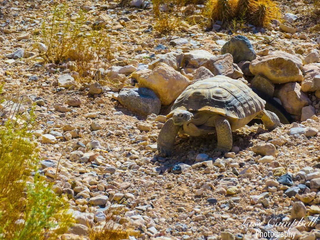Desert Tortoise, Las Vegas, Nevada, Red Rock Canyon, Wildlife - Etsy