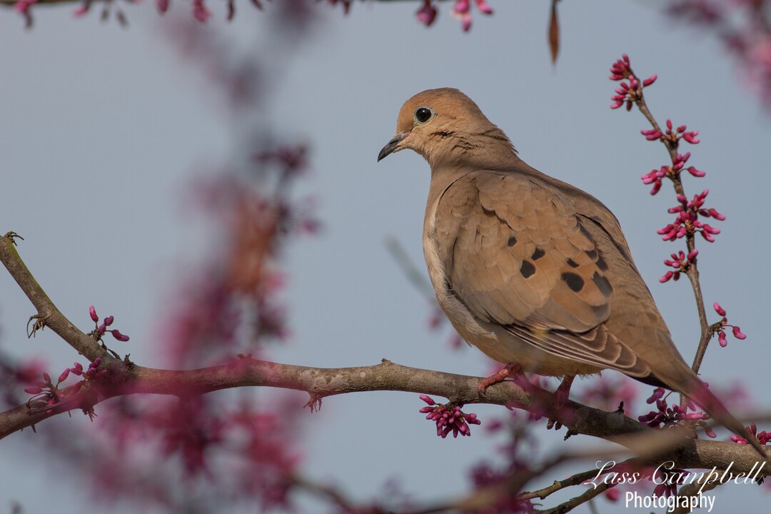 Dove, Redbud Tree, Spring, Alabama - Etsy