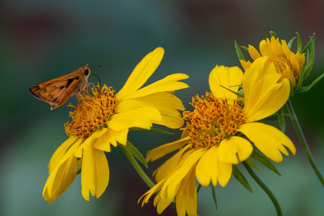 Butterfly, Cowpen Daisy, Fiery Skipper, Oklahoma - Etsy