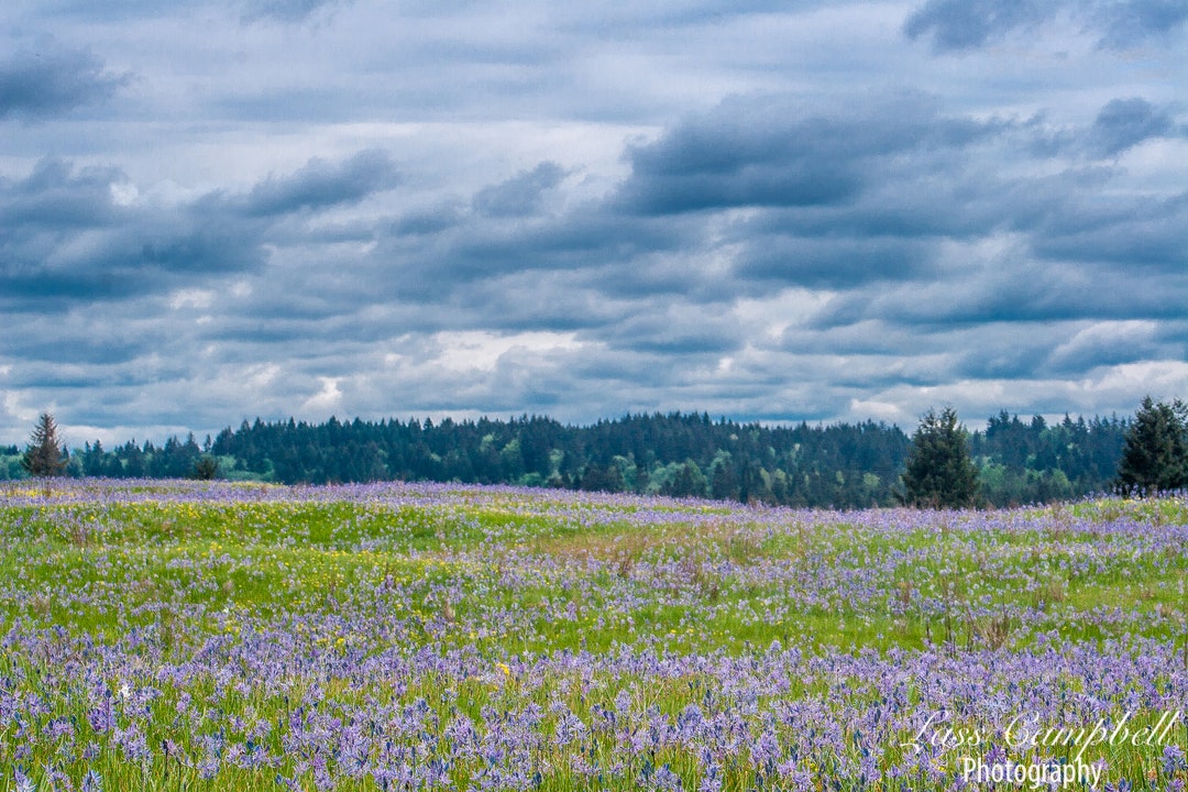 Camas Field, Glacial Heritage Park, Washington, Wildflowers - Etsy