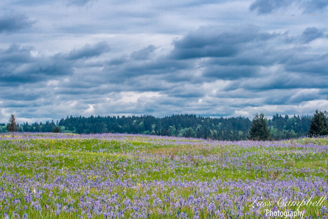Camas Field, Glacial Heritage Park, Washington, Wildflowers - Etsy