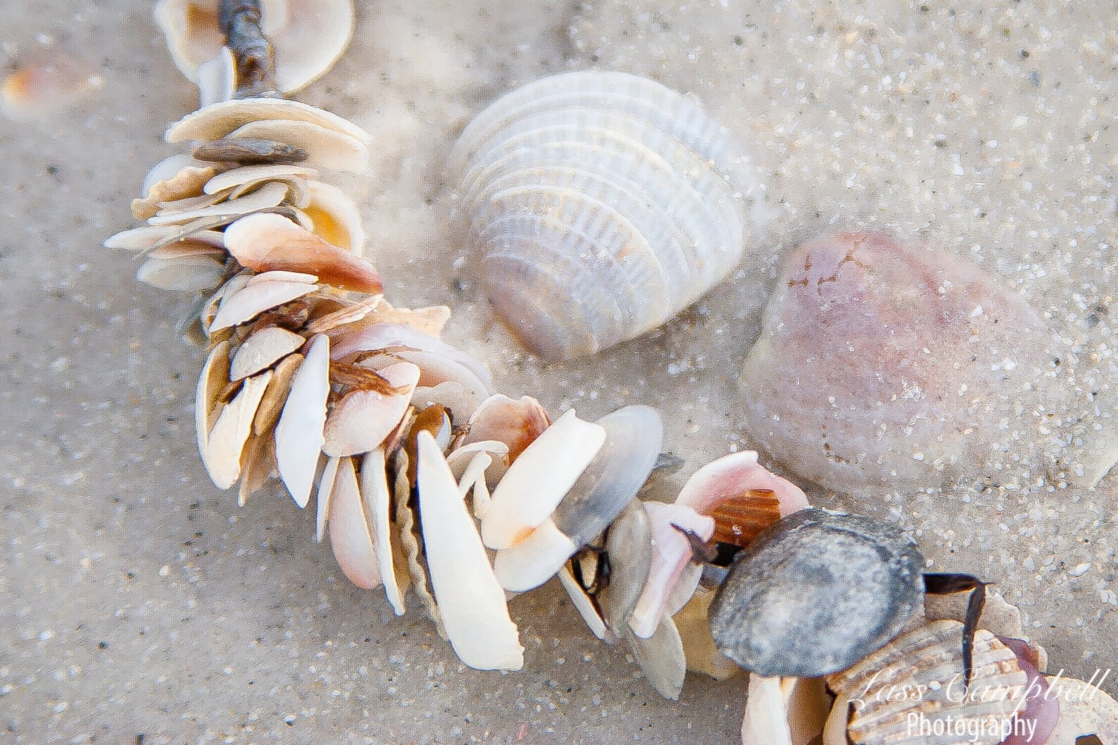 String of Shells, Caladesi Island, Florida, Beach, Seashells - Etsy