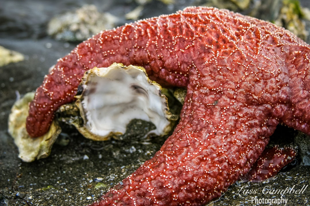 Shell & Starfish, Scenic Beach State Park, Seabeck, Washington, Hood ...