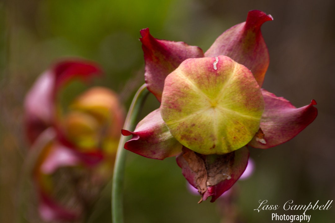 Purple Pitcher Plant, Carnivorous Plant, Florida, Tarklin Bayou ...