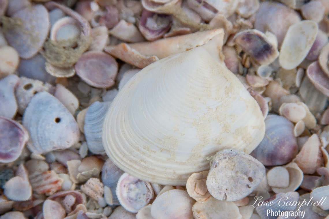 Channeled Duck Clam Caladesi Island Florida Beach - Etsy France