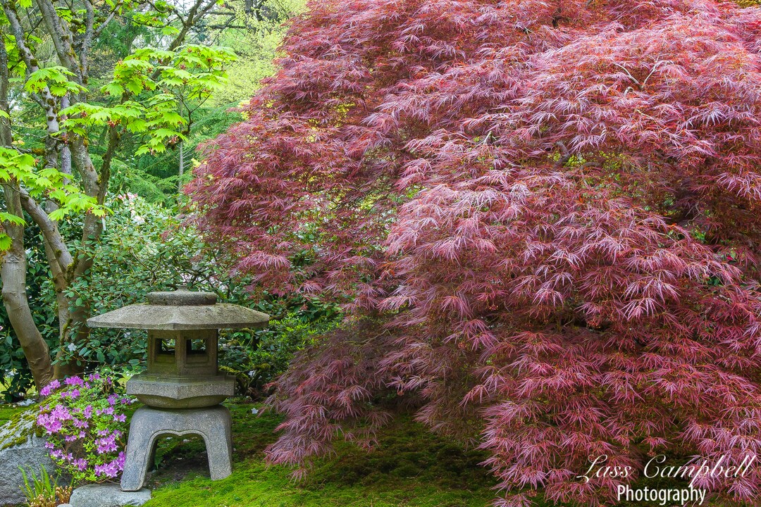 Stone Lantern, Japanese Maple, Japanese Garden, Seattle, Washington ...