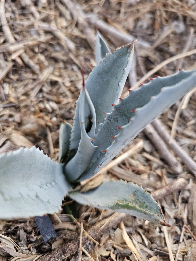 Agave Americana Hybrid, 4-7" Plant ; [A. Americana X A. Durangensis] - Etsy