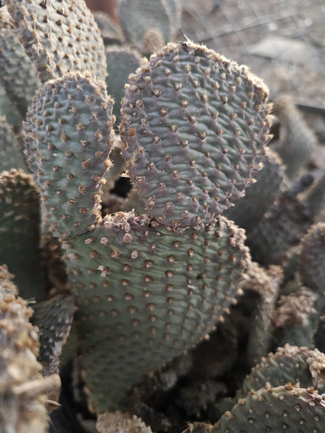 Opuntia Basilaris, Beaver Tail Cactus, 5 Pads, 3-6" [cold Hardy -5F, CA ...