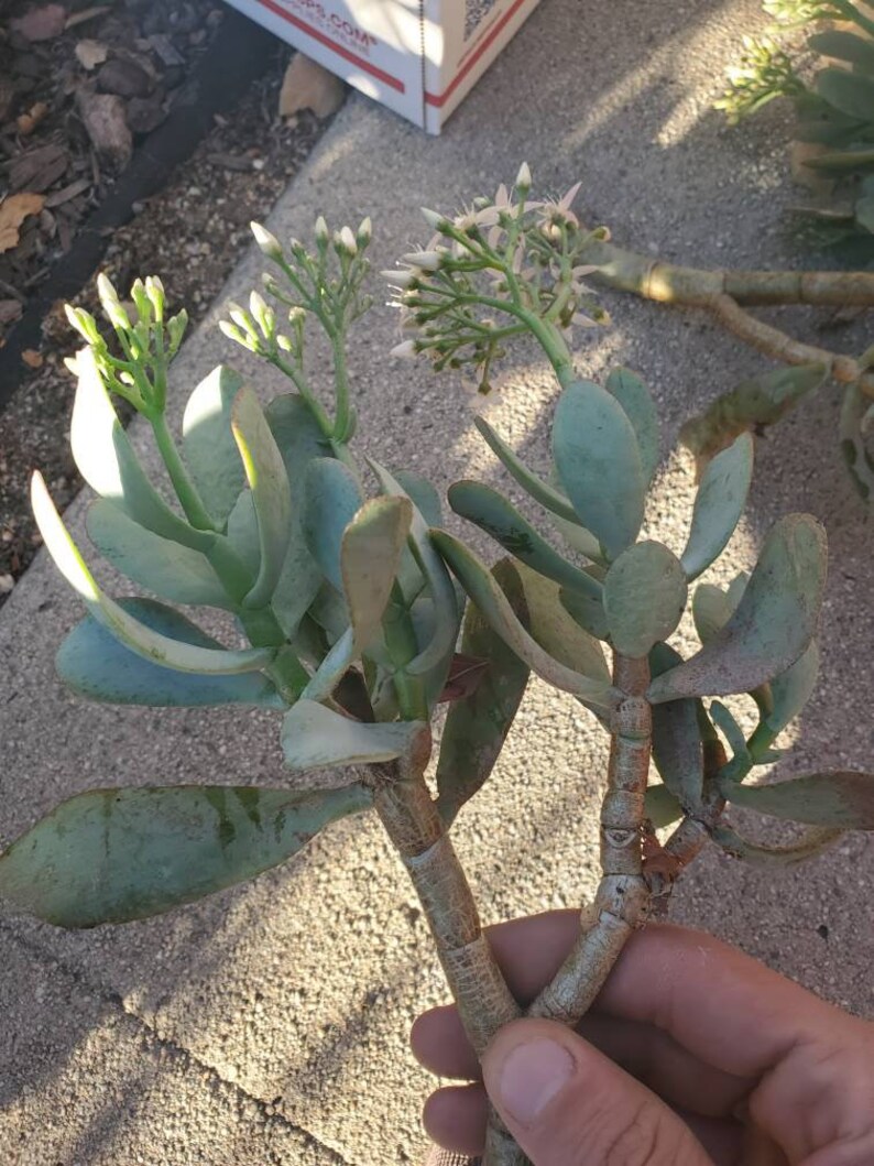 Crassula Ovata 'blue Bird' jade Plant Succulent Cuttings large 12x12x6 ...