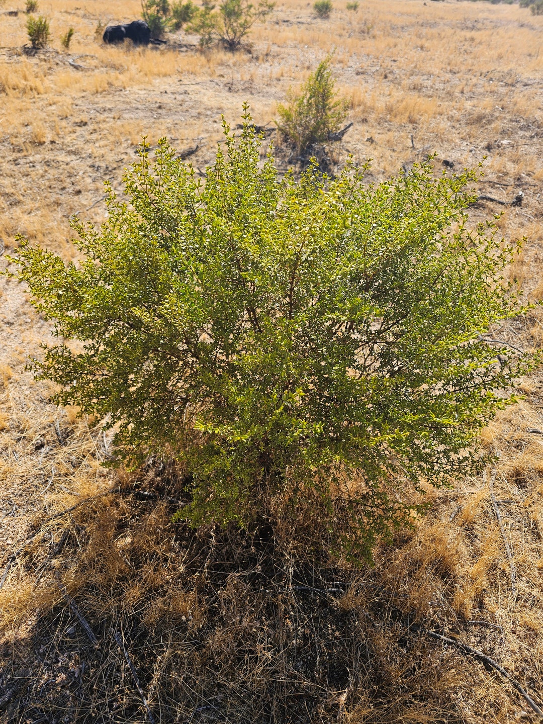 Creosote Bush (larrea Tridentata) Fresh Picked Branches - 3 Lbs - Etsy