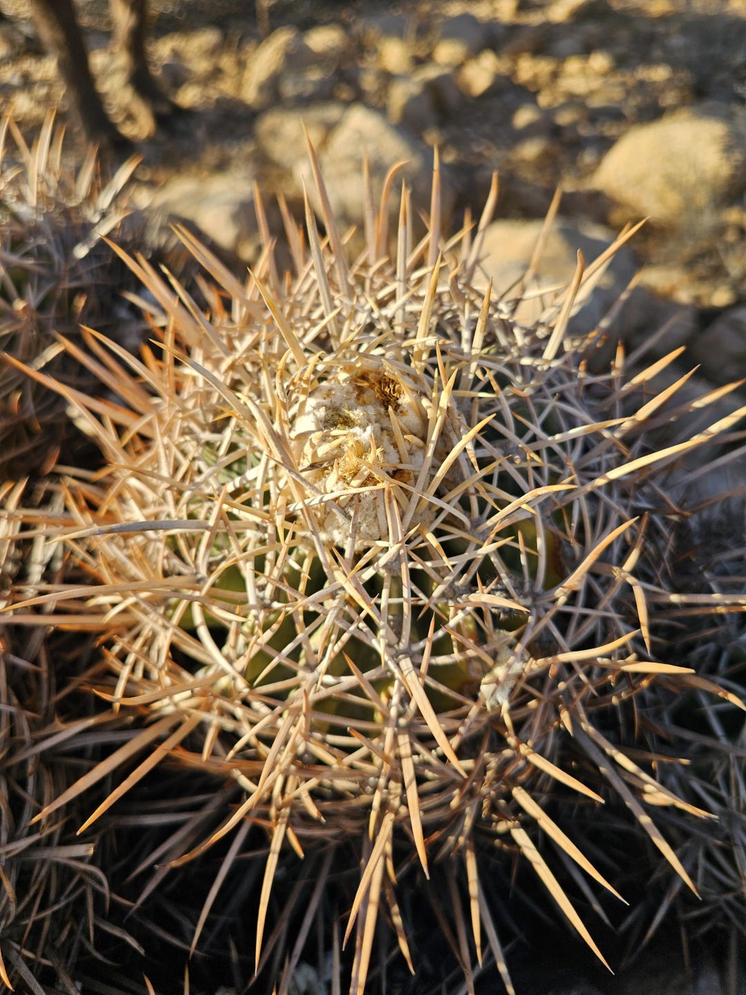 Echinocactus Polycephalus Subs. Xeranthemoides Seeds - Cotton Top/ Gold ...