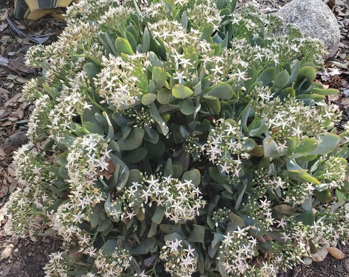 Crassula Ovata 'blue Bird' jade Plant Succulent Cuttings large 12x12x6 ...