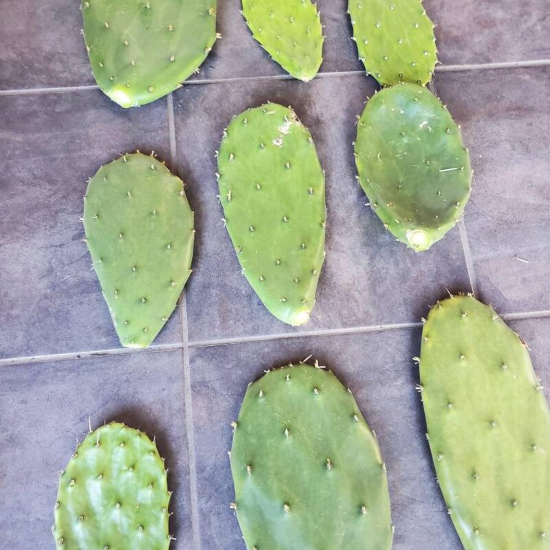 Turtle Cactus - Etsy